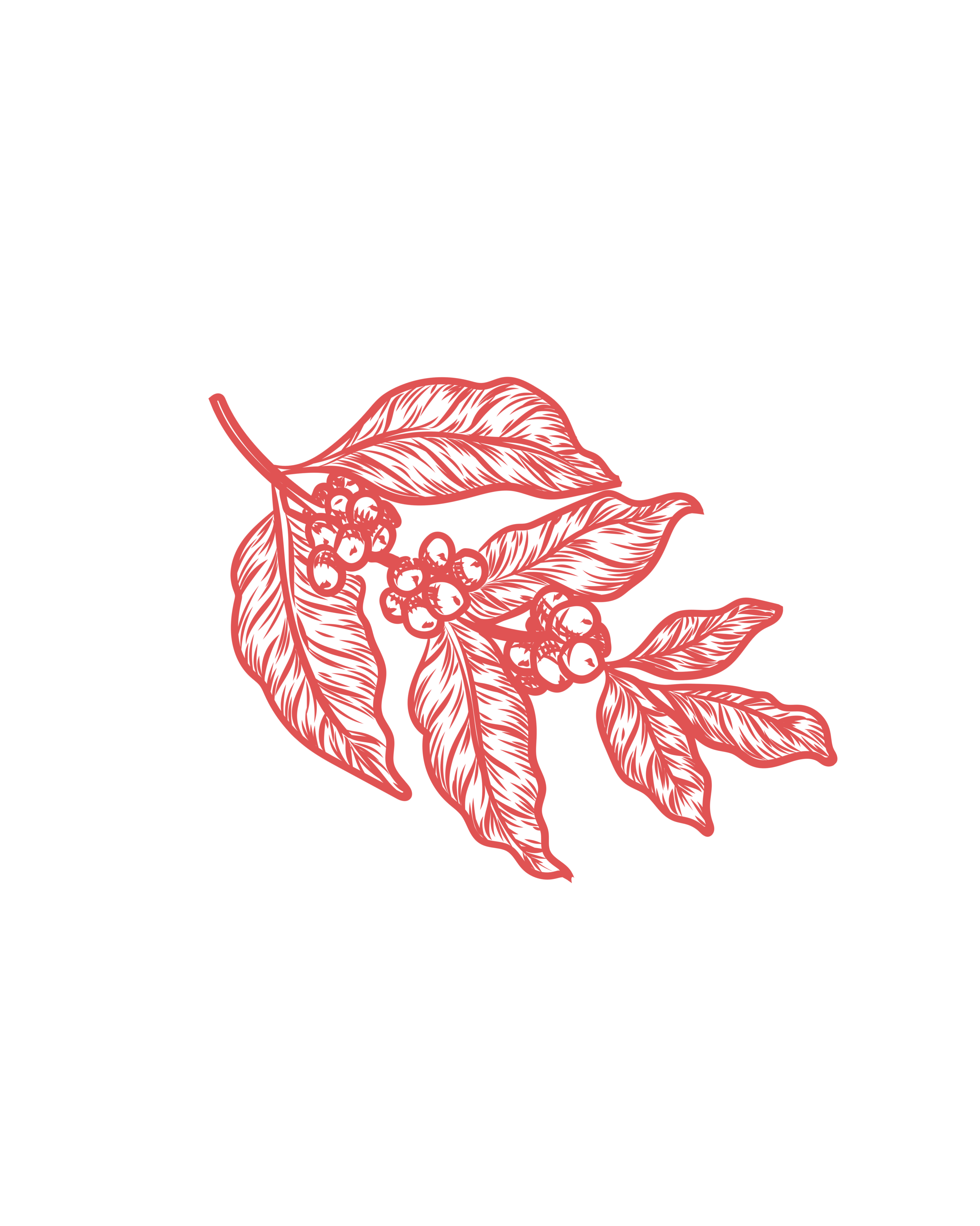 Coffea Canephora – (some) Background – Chunky Cherry Coffee