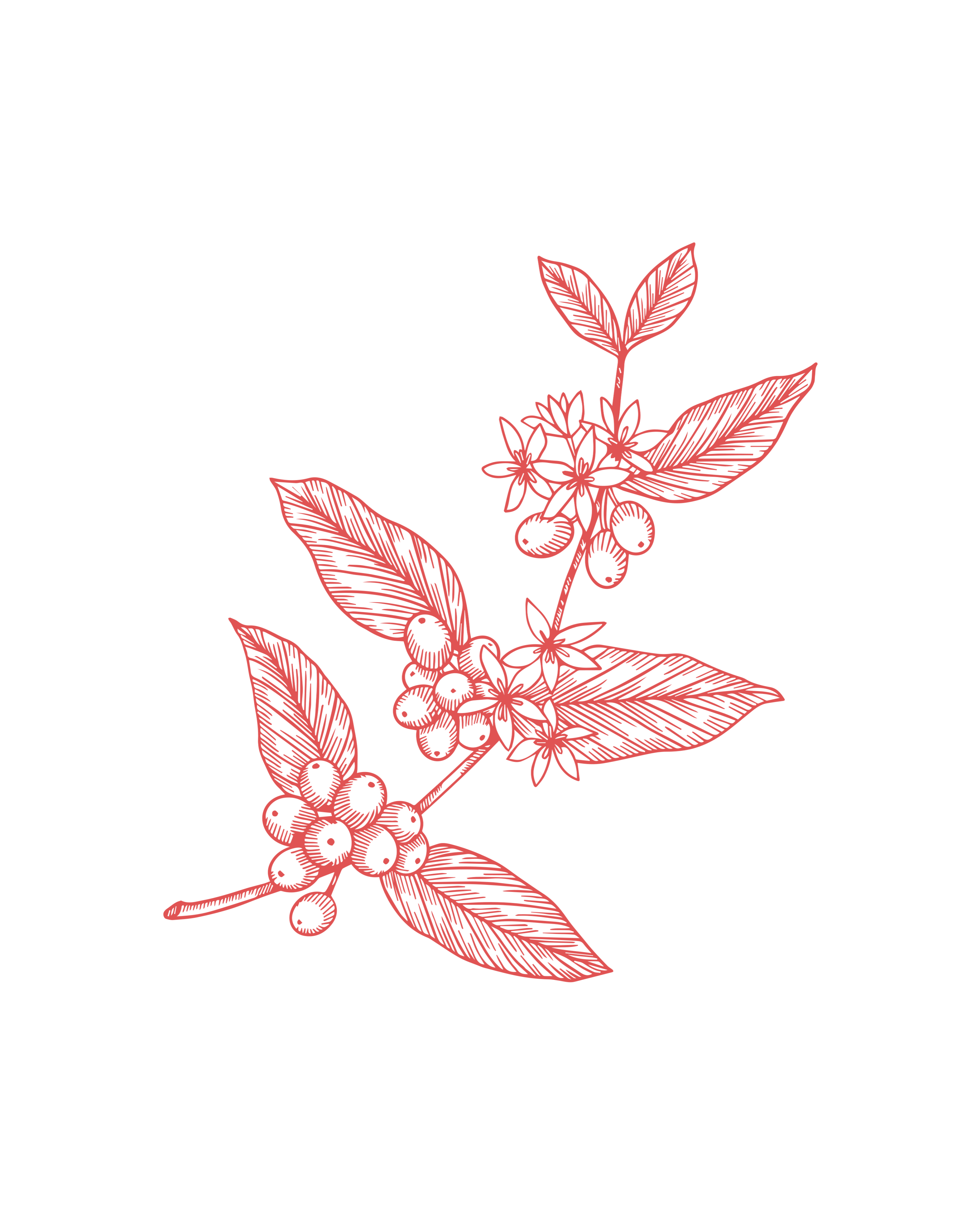 Specialty Canephora – Chunky Cherry Coffee